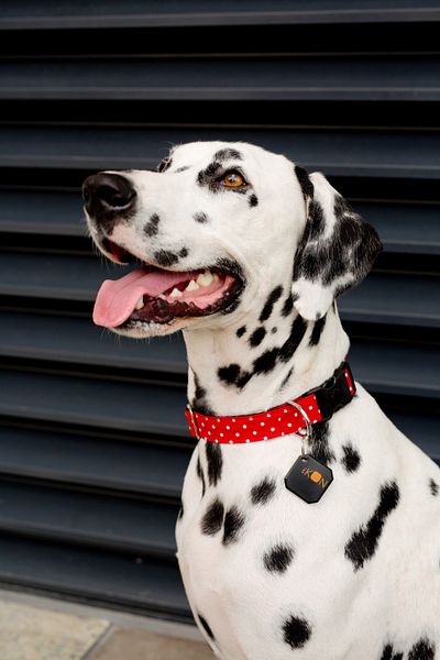 iKON Tracker: The ultimate tracking device | BetaList